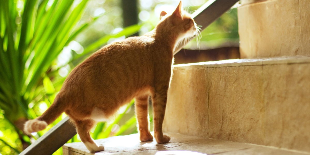 Adopting a “less-adoptable” pet - The Humane Society of Memphis ...