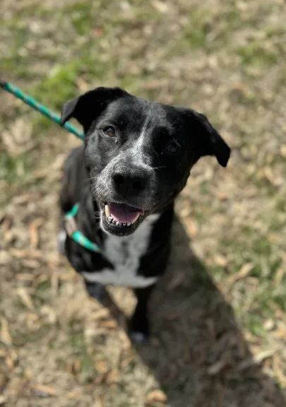 Adopt - The Humane Society of Memphis & Shelby County