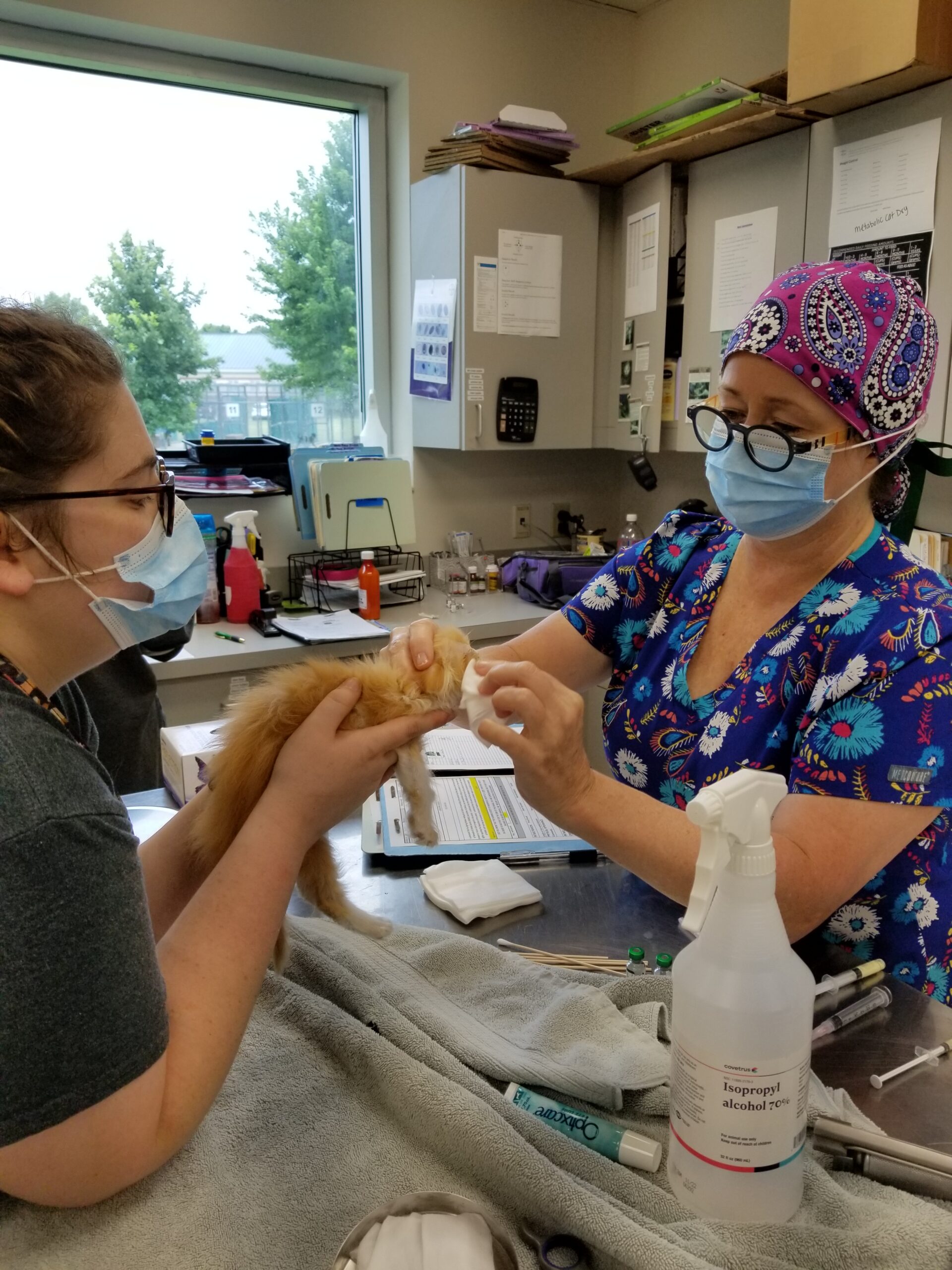 Vet Tech Workshops for Teens! - The Humane Society of Memphis & Shelby ...