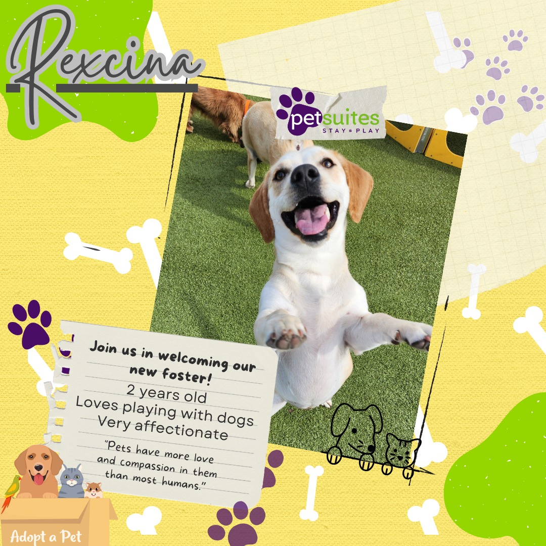 Happy Tails: PetSuites - The Humane Society of Memphis & Shelby County