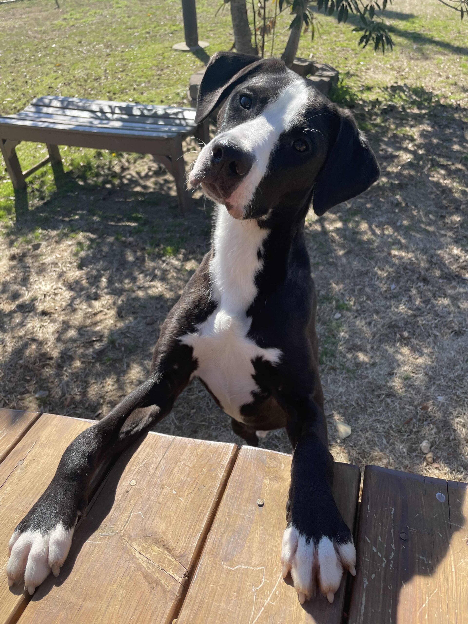 Happy Tails: PetSuites - The Humane Society of Memphis & Shelby County